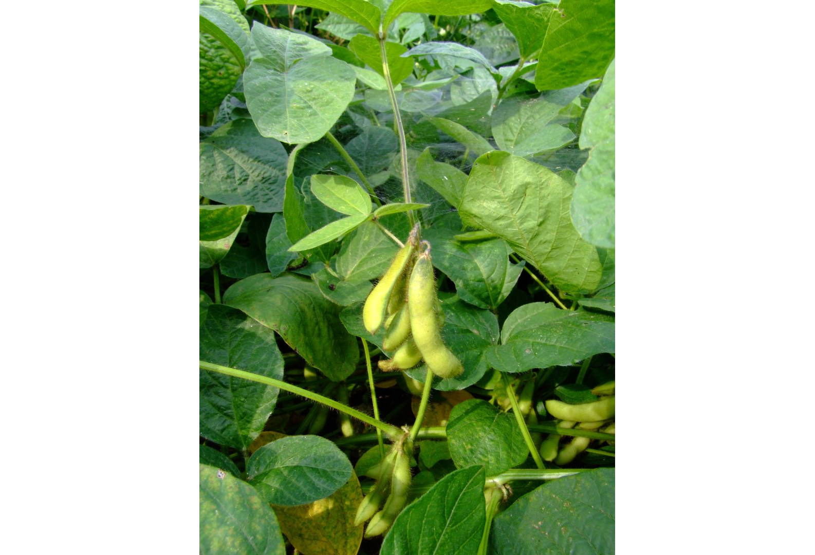 sojos - Visuotinė lietuvių enciklopedija