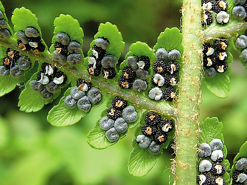 soras - Visuotinė lietuvių enciklopedija