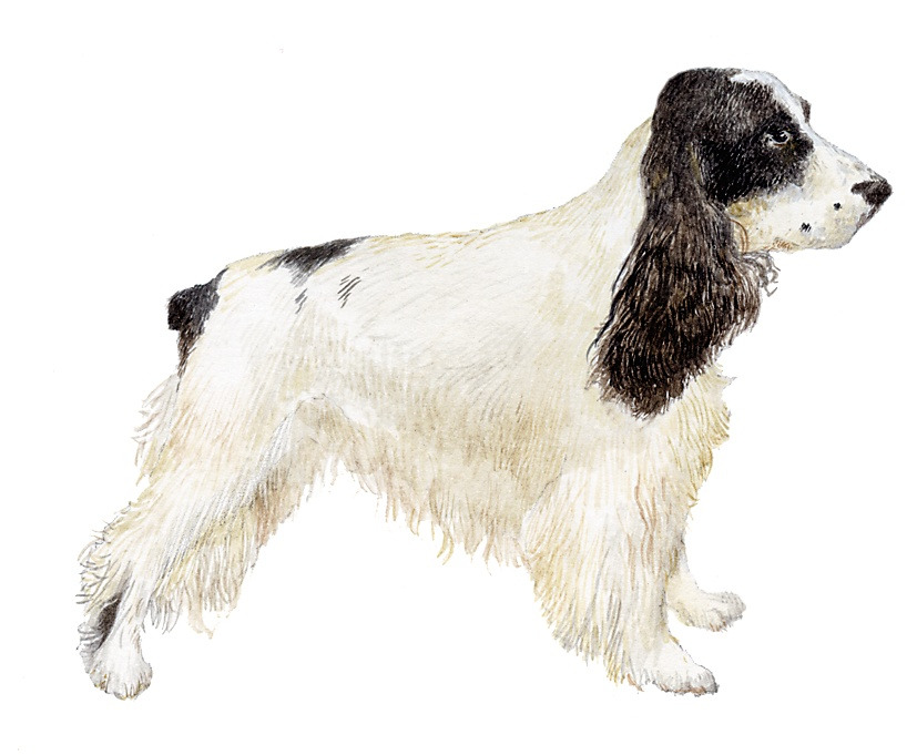 spanieliai - Visuotinė lietuvių enciklopedija