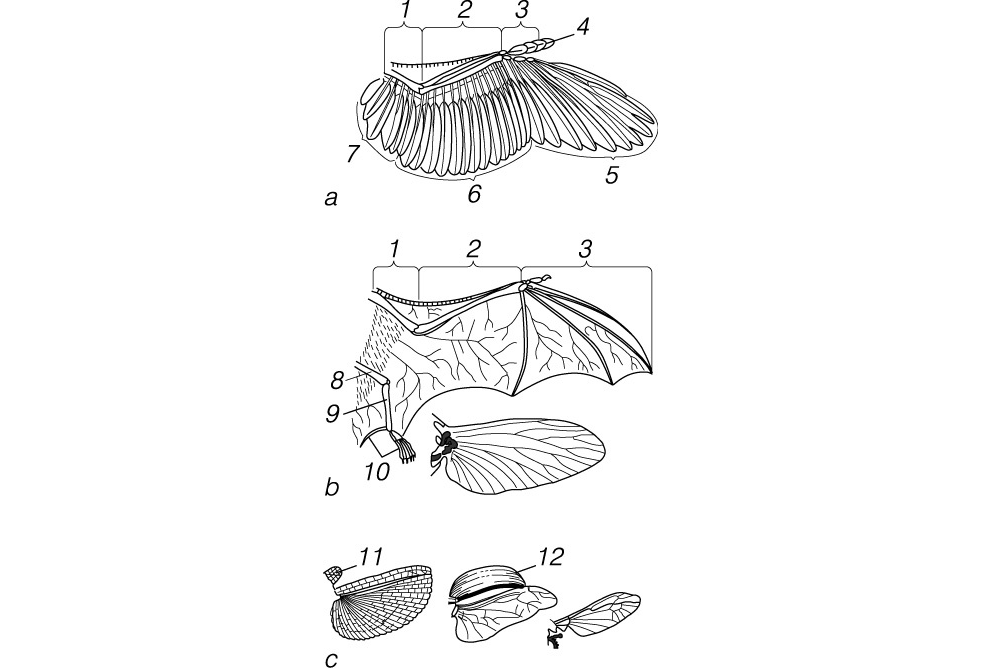 sparnai - Visuotinė lietuvių enciklopedija