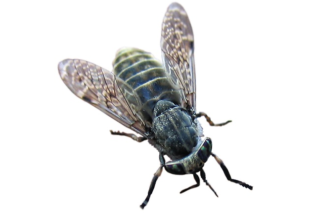 sparvos - Visuotinė lietuvių enciklopedija