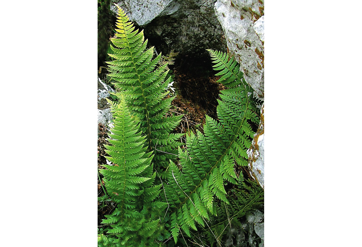 spyglainis - Visuotinė lietuvių enciklopedija