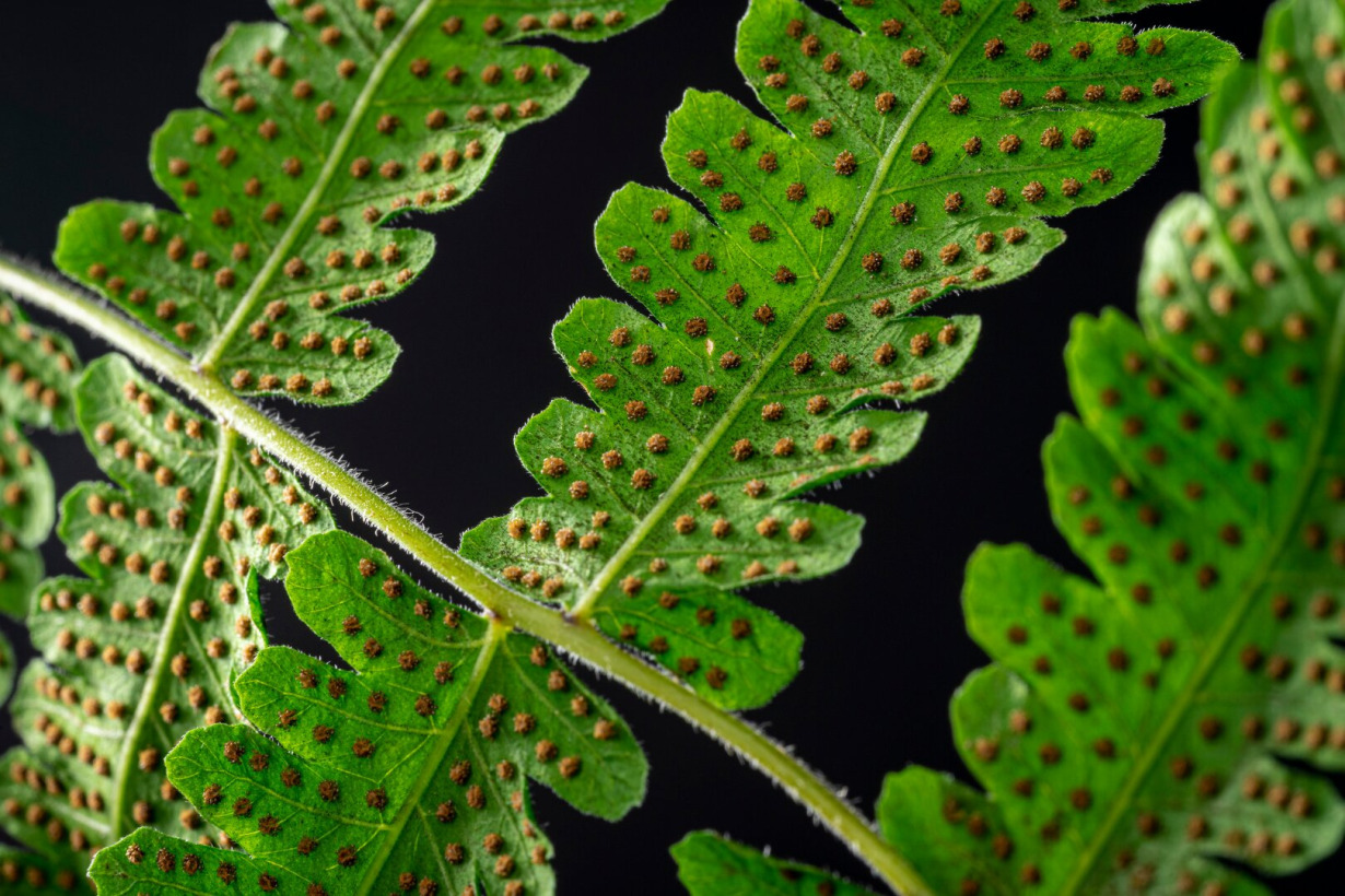 spora - Visuotinė lietuvių enciklopedija