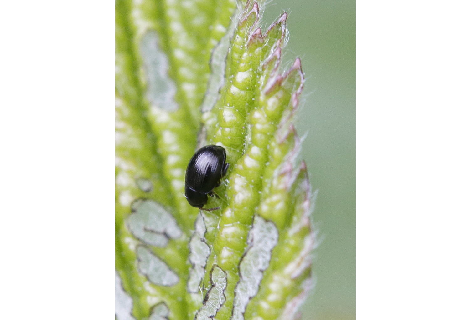 spragės - Visuotinė lietuvių enciklopedija