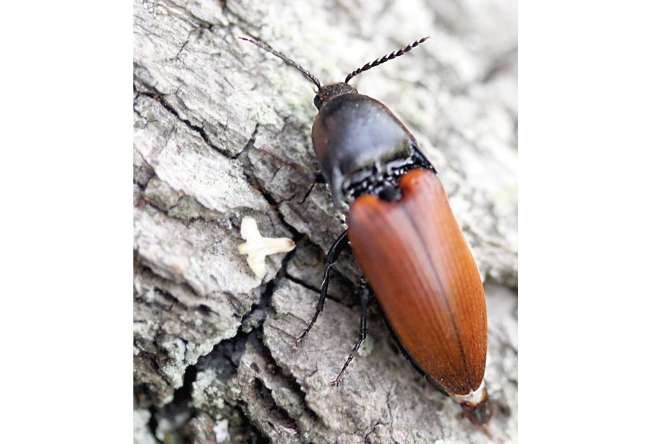 spragšiai - Visuotinė lietuvių enciklopedija