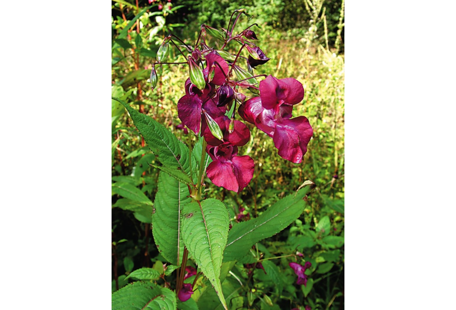 sprigė - Visuotinė lietuvių enciklopedija