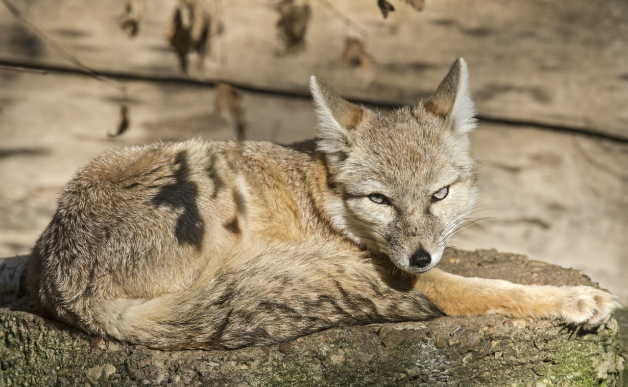 stepinė lapė - Visuotinė lietuvių enciklopedija