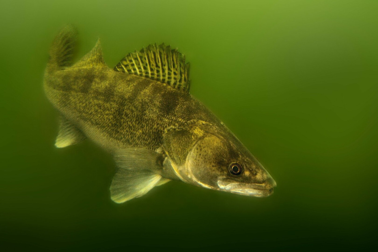 sterkas - Visuotinė lietuvių enciklopedija