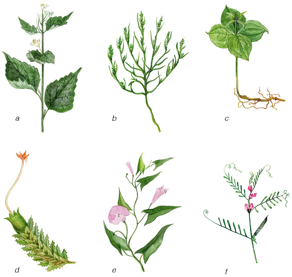stiebas - Visuotinė lietuvių enciklopedija