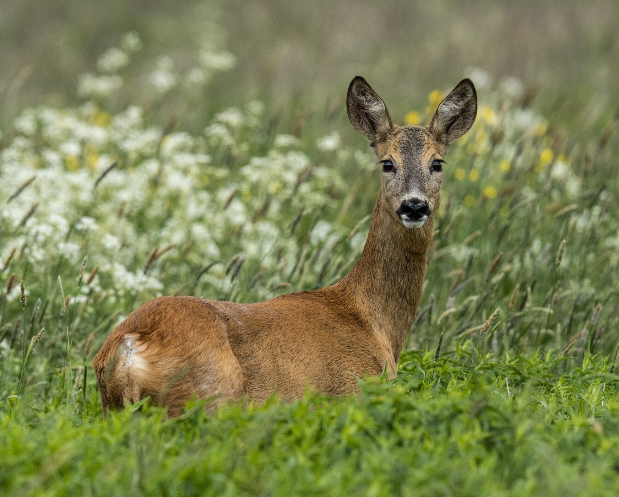 stirna - Visuotinė lietuvių enciklopedija
