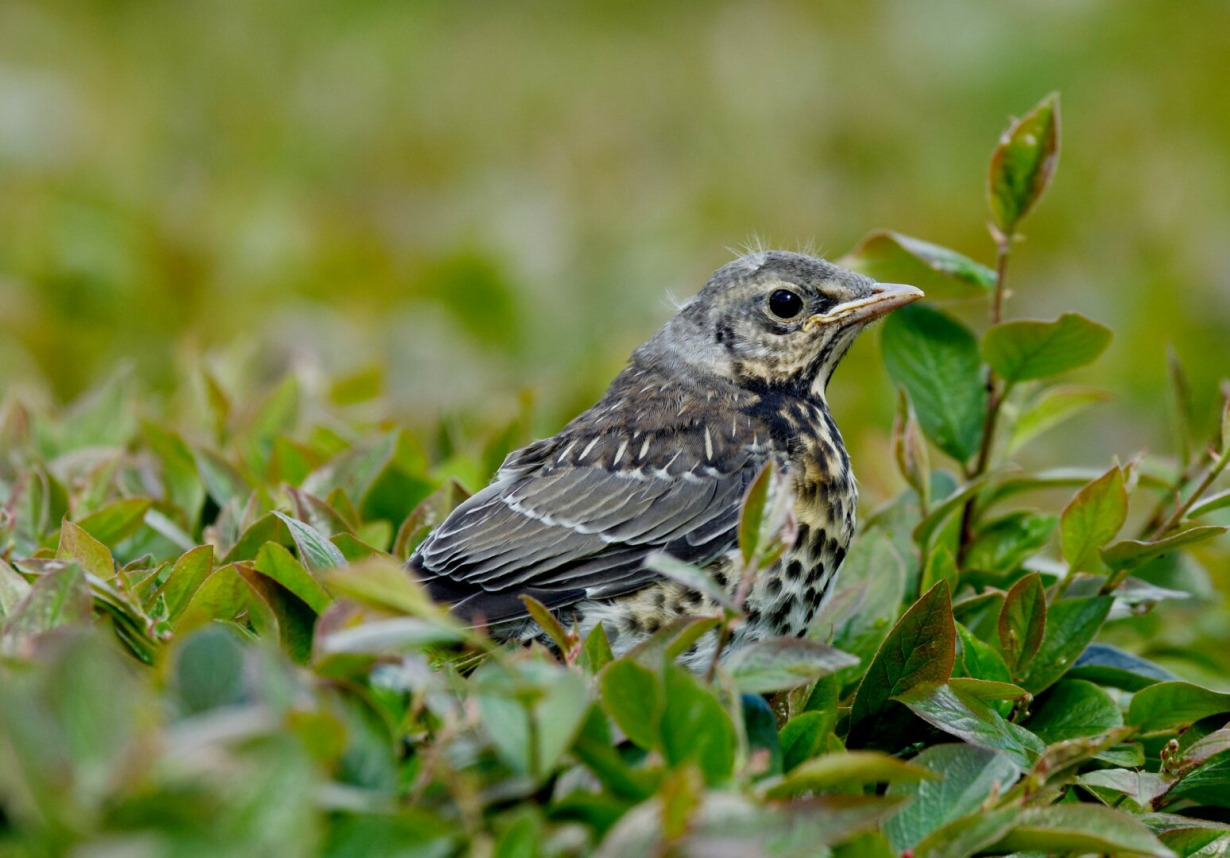 strazdiniai - Visuotinė lietuvių enciklopedija