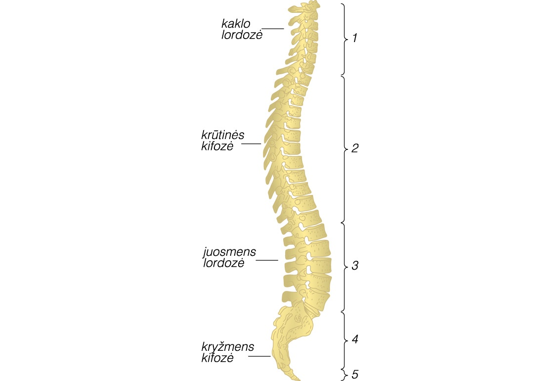 stuburas - Visuotinė lietuvių enciklopedija