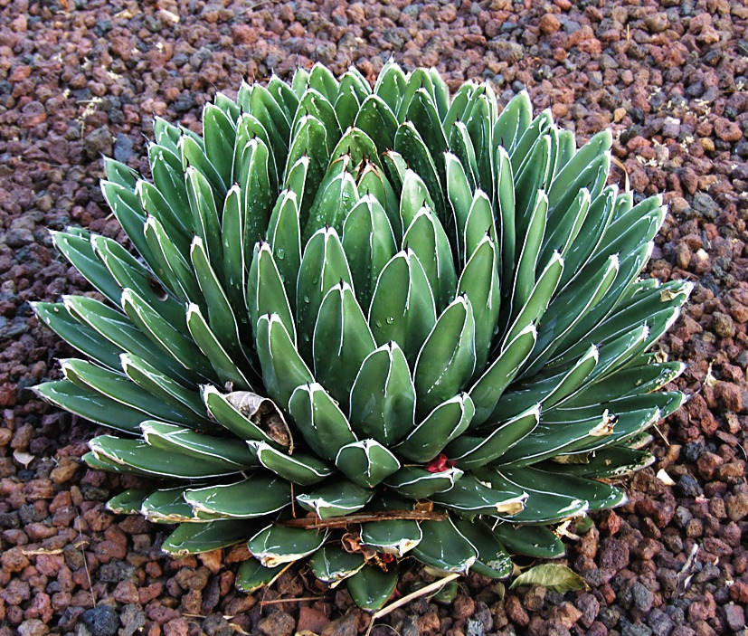 sukulentai - Visuotinė lietuvių enciklopedija