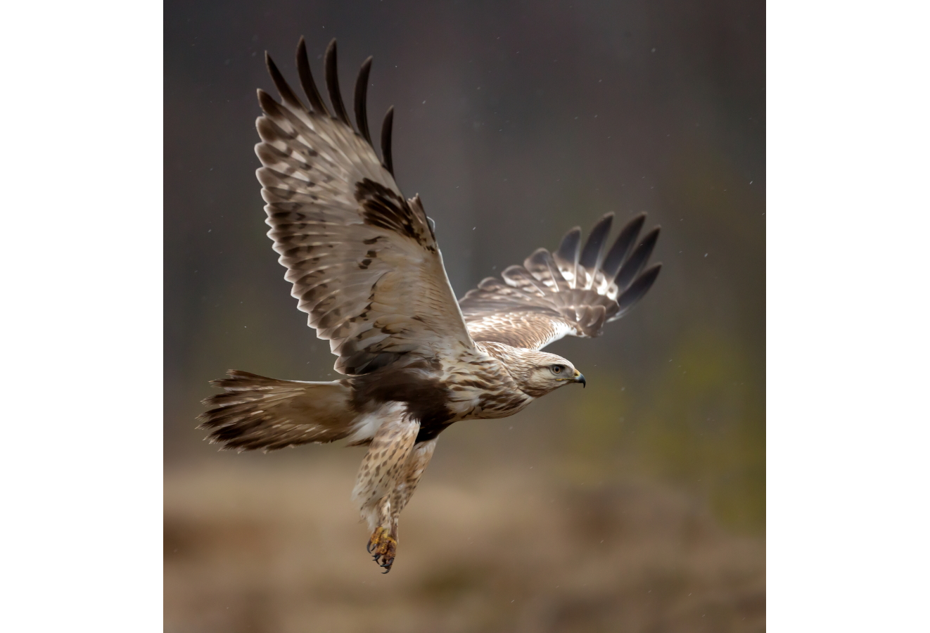 suopiai - Visuotinė lietuvių enciklopedija