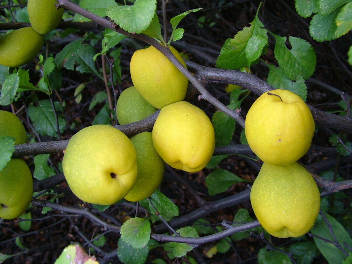 svarainiai - Visuotinė lietuvių enciklopedija