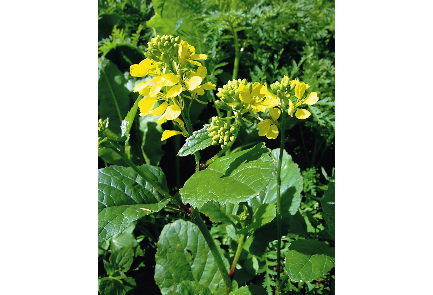 svėrė - Visuotinė lietuvių enciklopedija