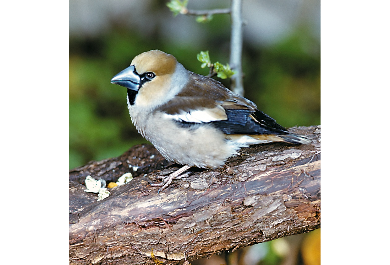 svilikas - Visuotinė lietuvių enciklopedija
