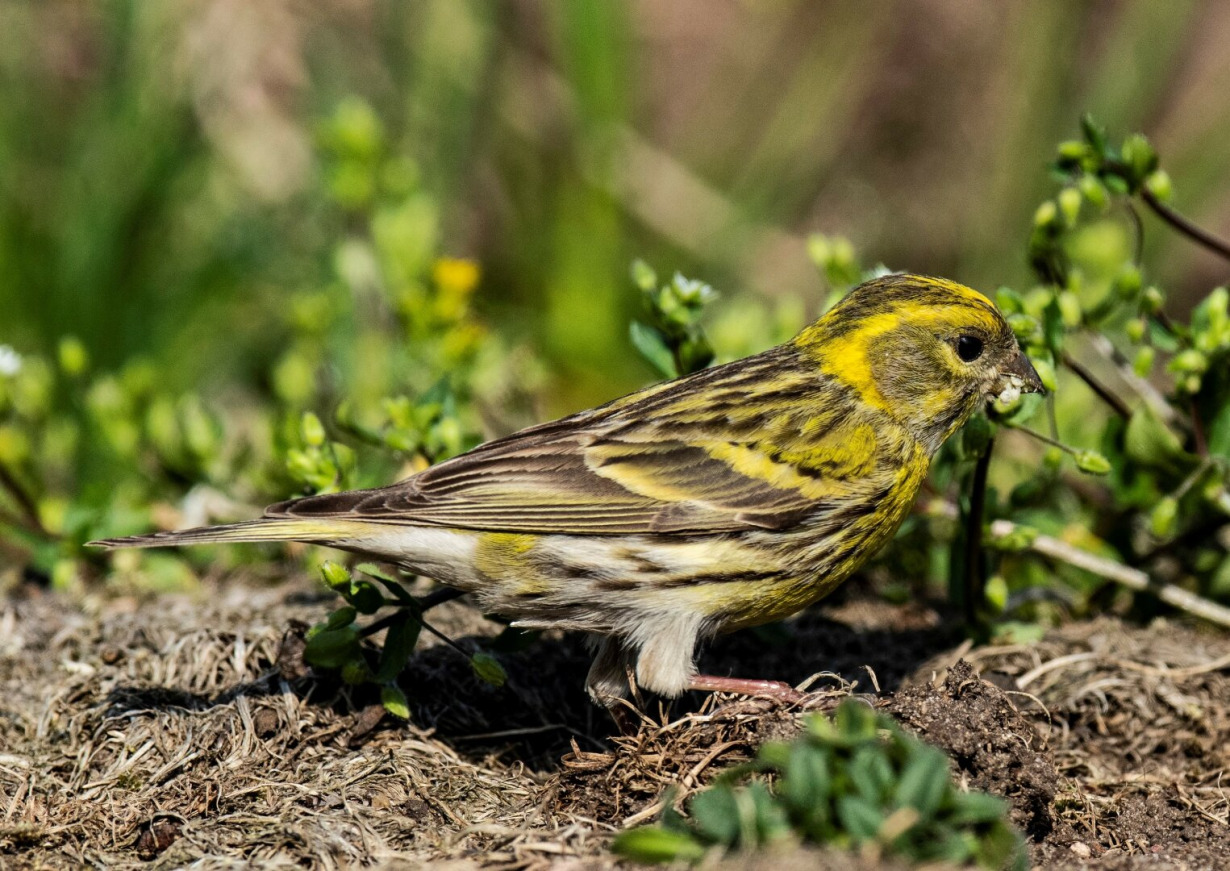 svilikėlis - Visuotinė lietuvių enciklopedija