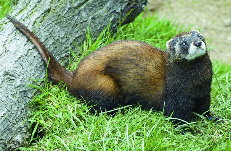 šeškas - Visuotinė lietuvių enciklopedija