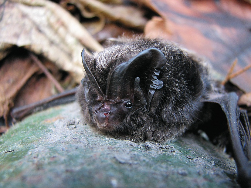 šikšnosparniai - Visuotinė lietuvių enciklopedija