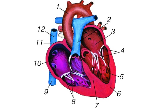 širdis - Visuotinė lietuvių enciklopedija