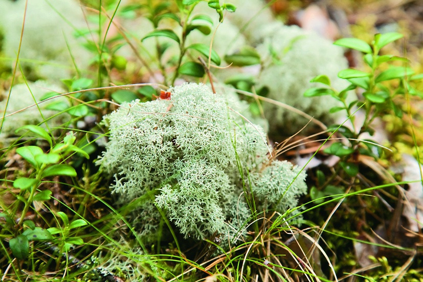 šiurė - Visuotinė lietuvių enciklopedija
