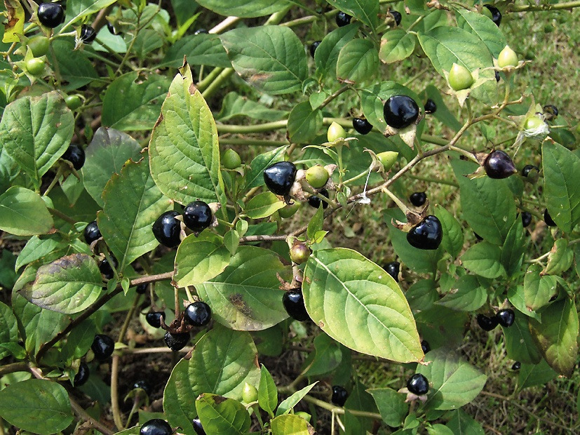 šunvyšnė - Visuotinė lietuvių enciklopedija