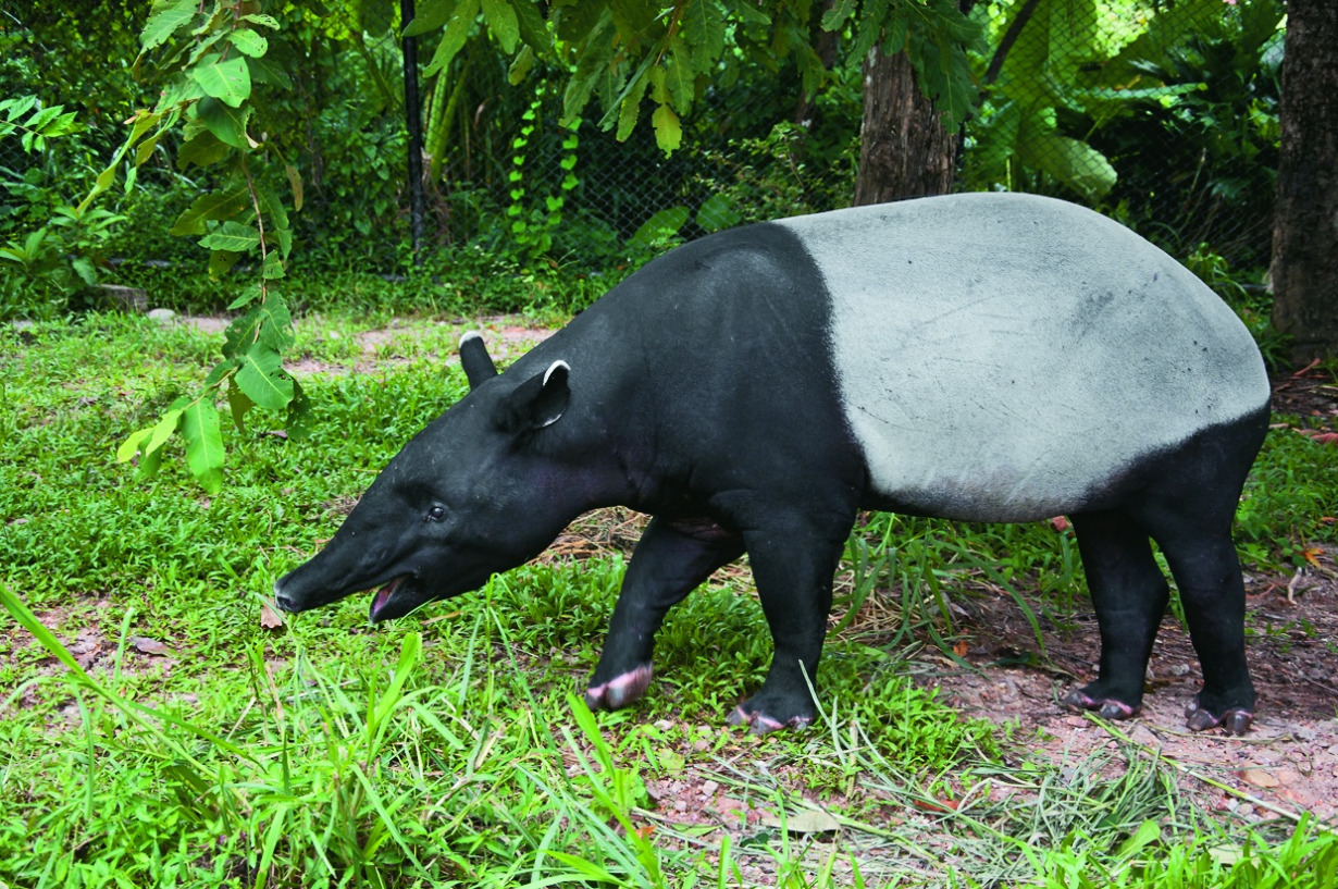tapyriniai - Visuotinė lietuvių enciklopedija