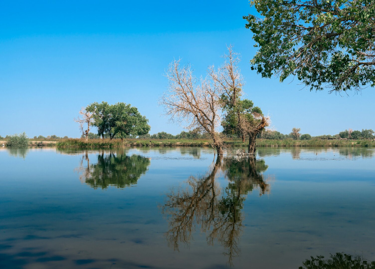 Tarim - Visuotinė lietuvių enciklopedija
