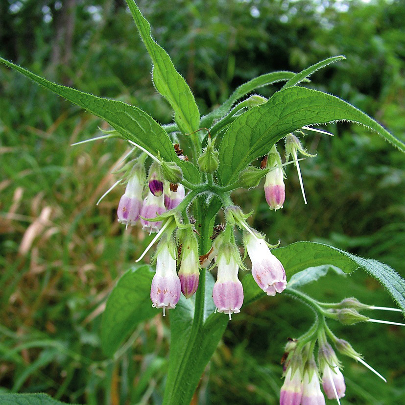 taukė - Visuotinė lietuvių enciklopedija