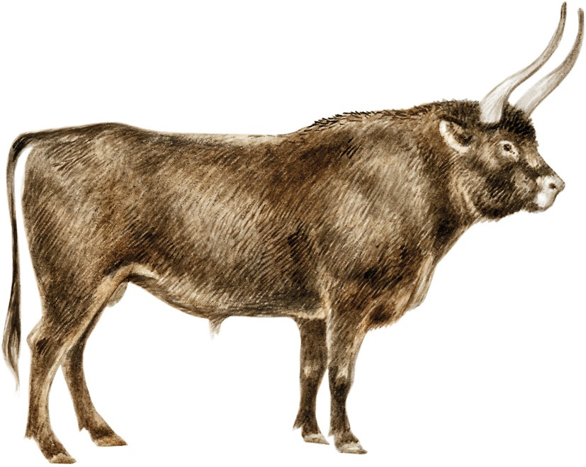 tauras - Visuotinė lietuvių enciklopedija