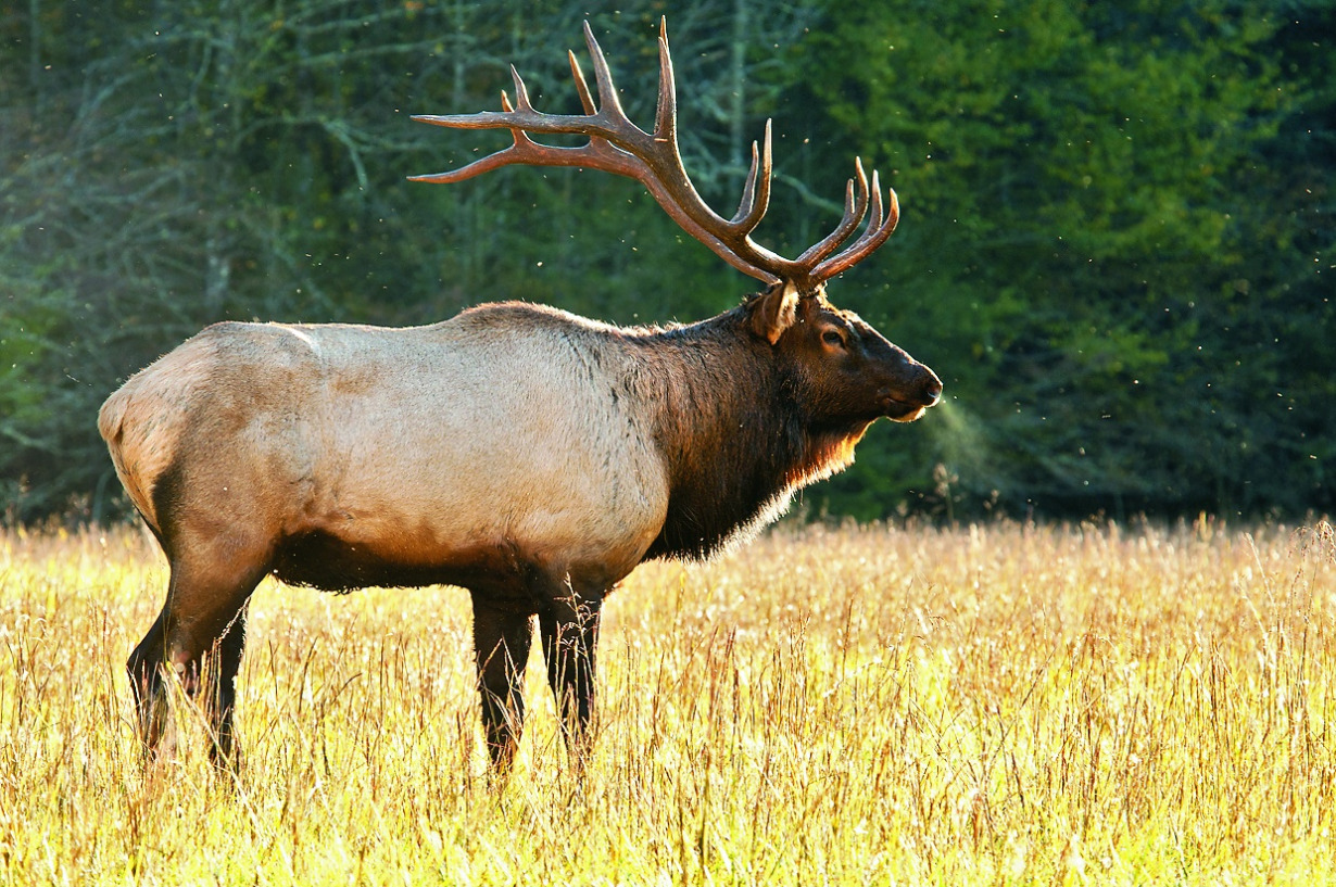taurusis elnias - Visuotinė lietuvių enciklopedija