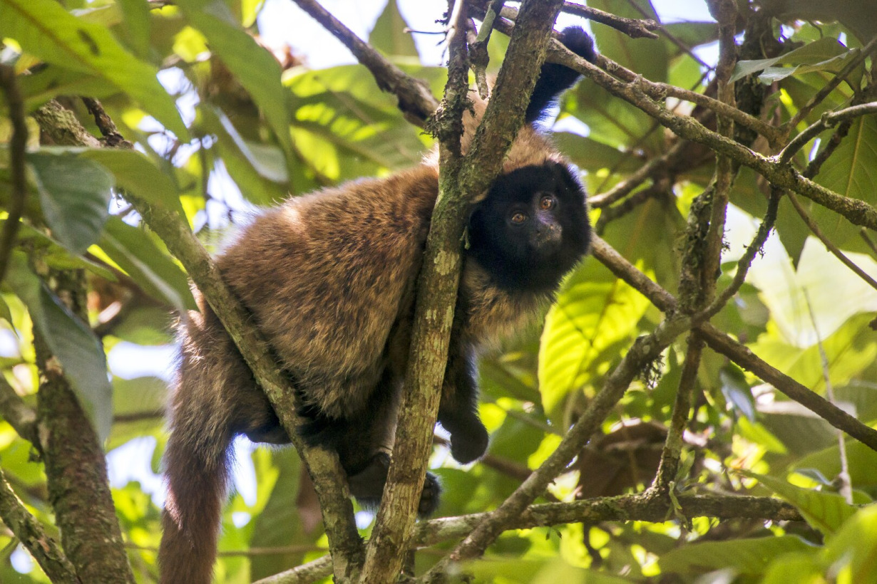 tičiai - Visuotinė lietuvių enciklopedija