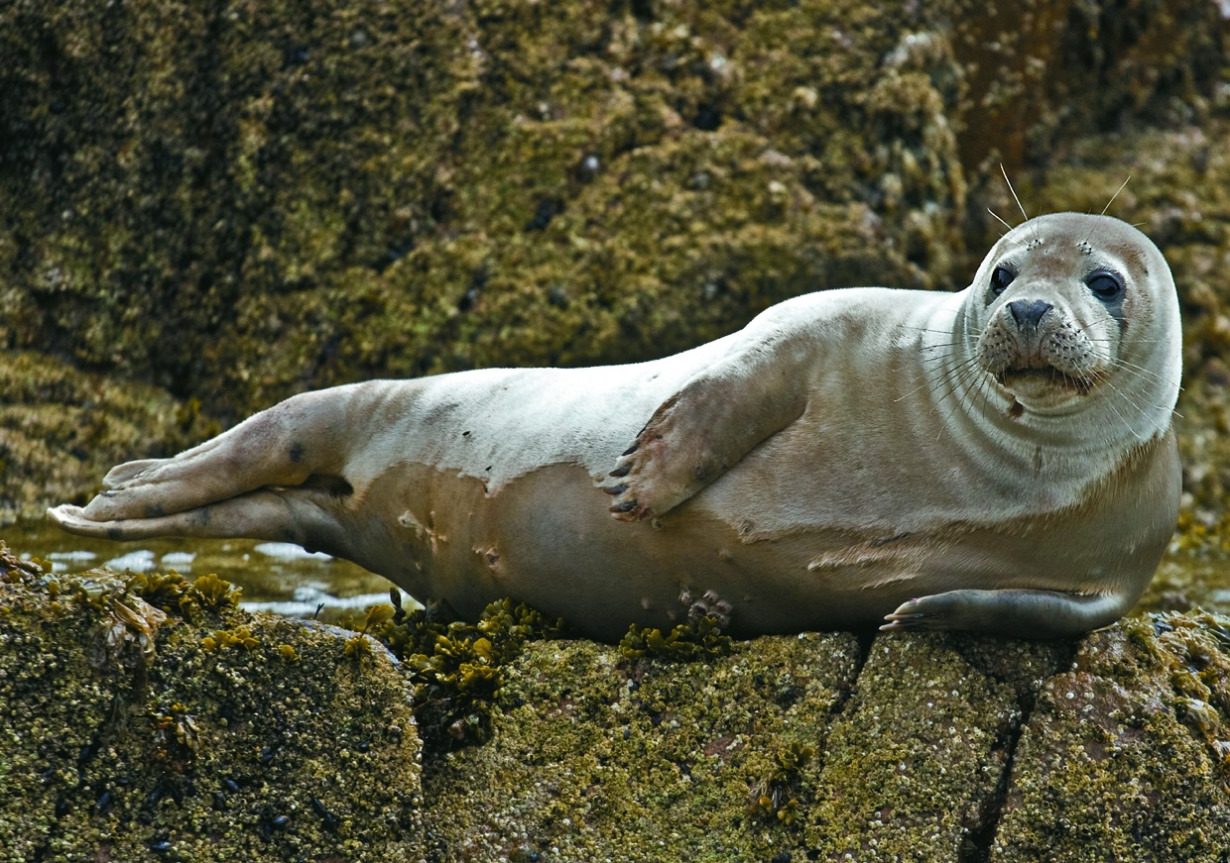 tikrieji ruoniai - Visuotinė lietuvių enciklopedija