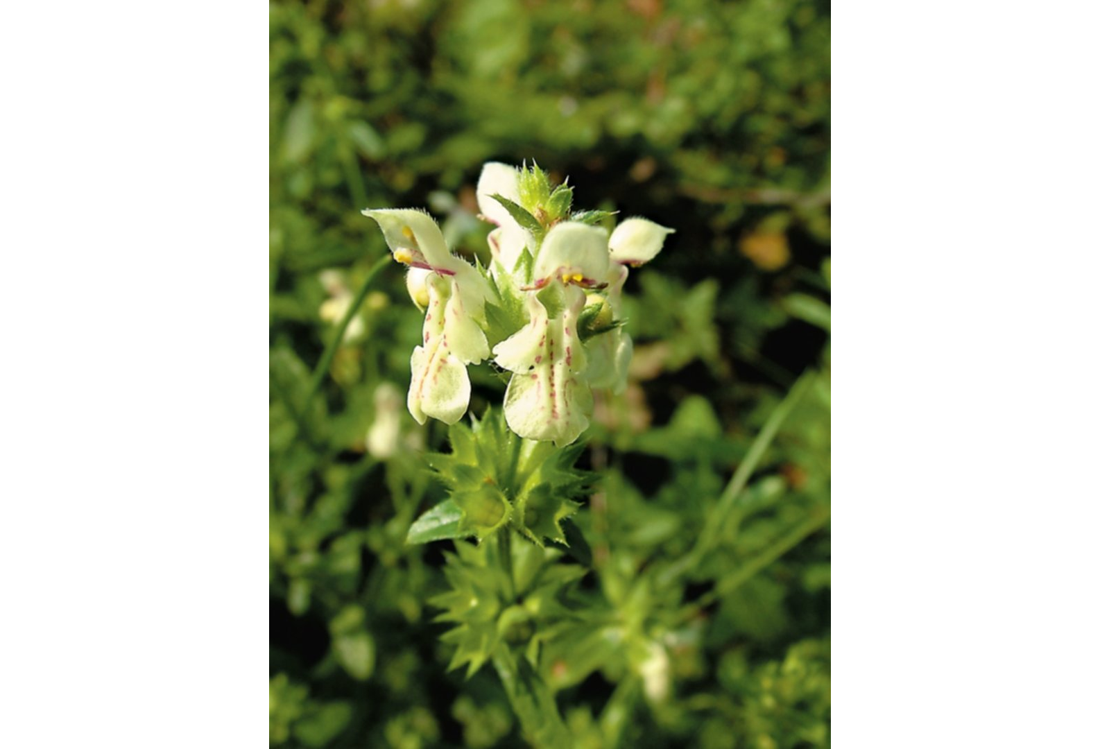 notra - Visuotinė lietuvių enciklopedija