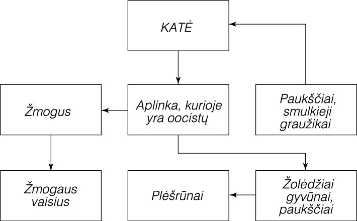 toksoplazmozė - Visuotinė lietuvių enciklopedija