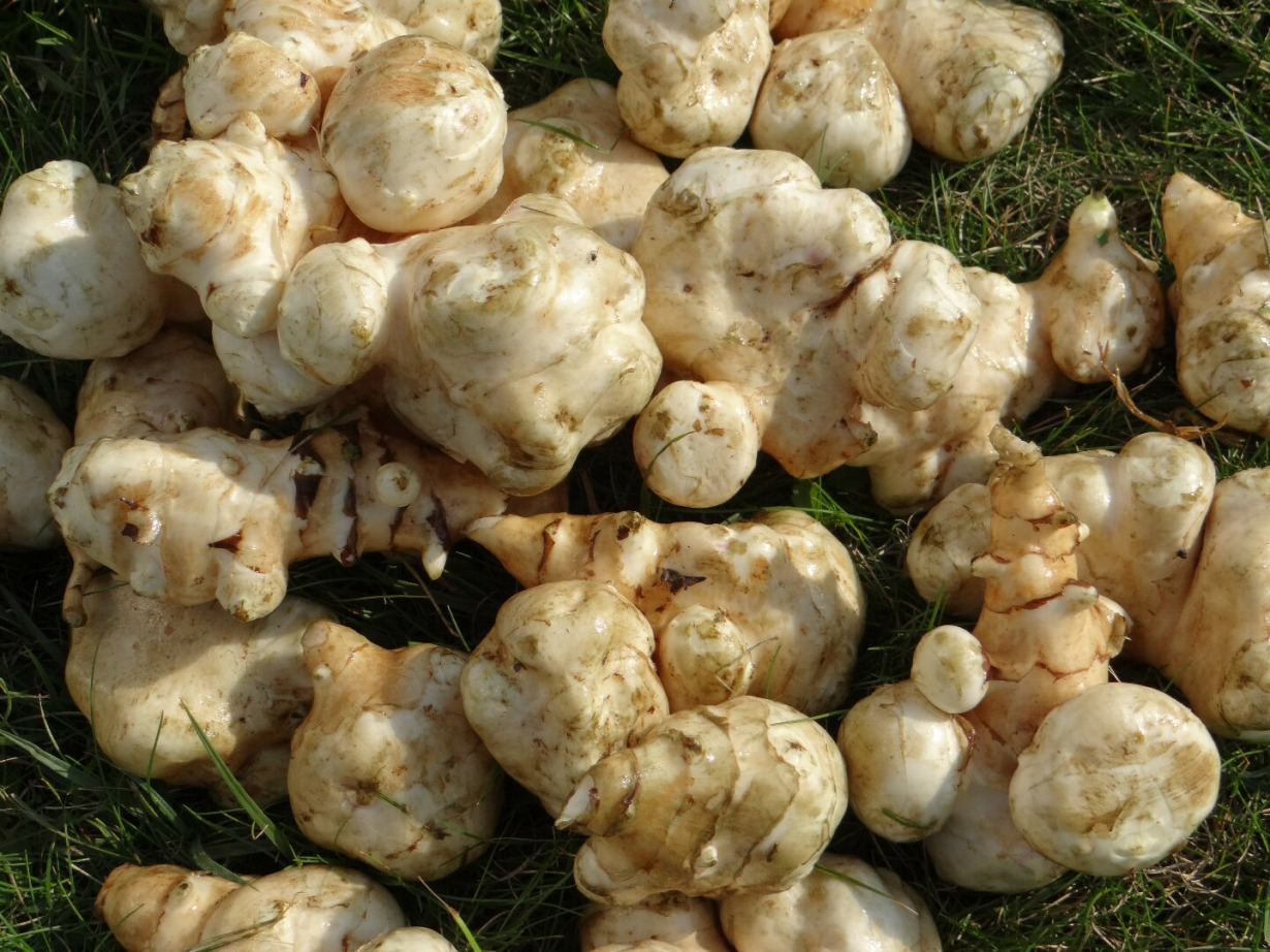 topinambai - Visuotinė lietuvių enciklopedija