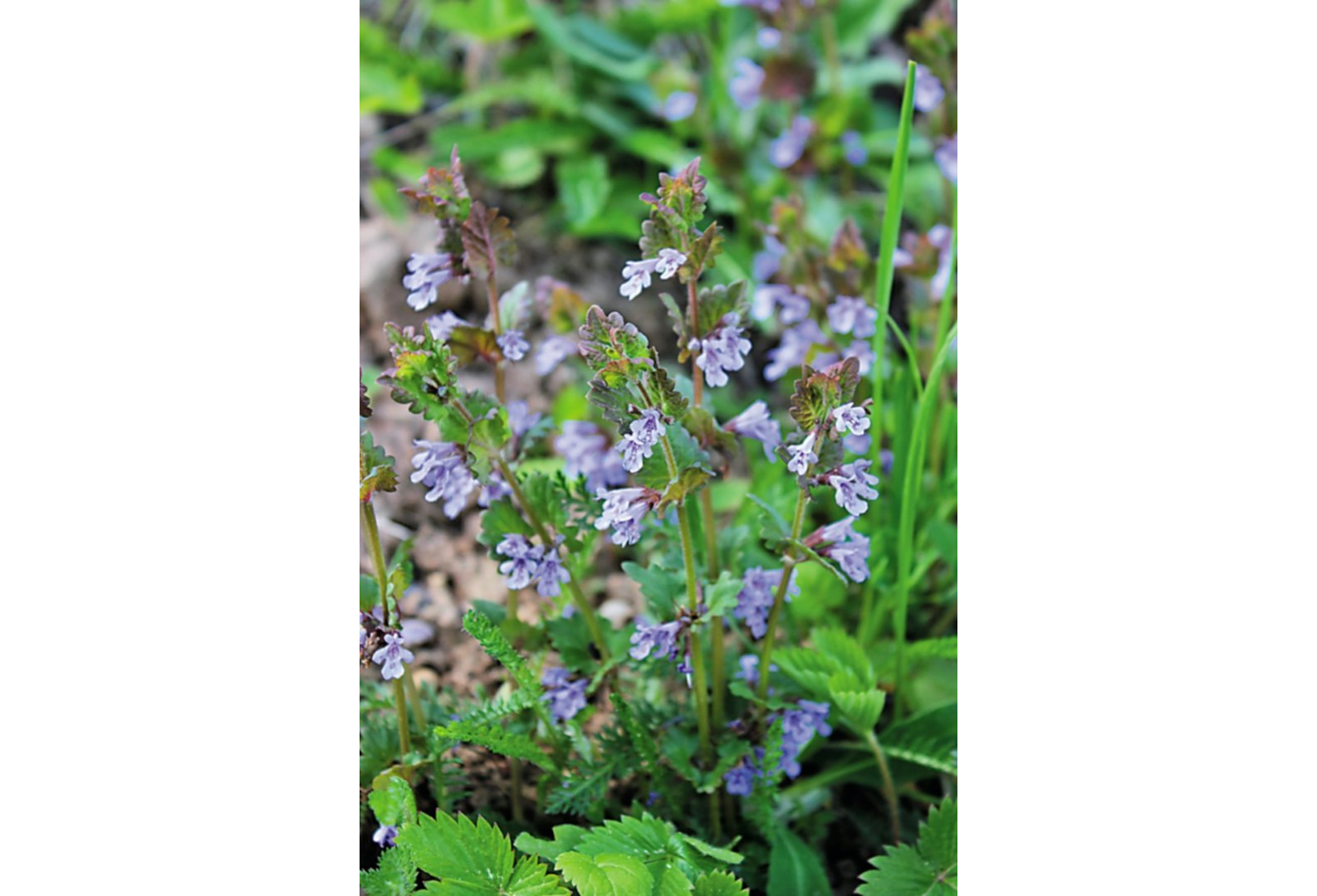 tramažolė - Visuotinė lietuvių enciklopedija