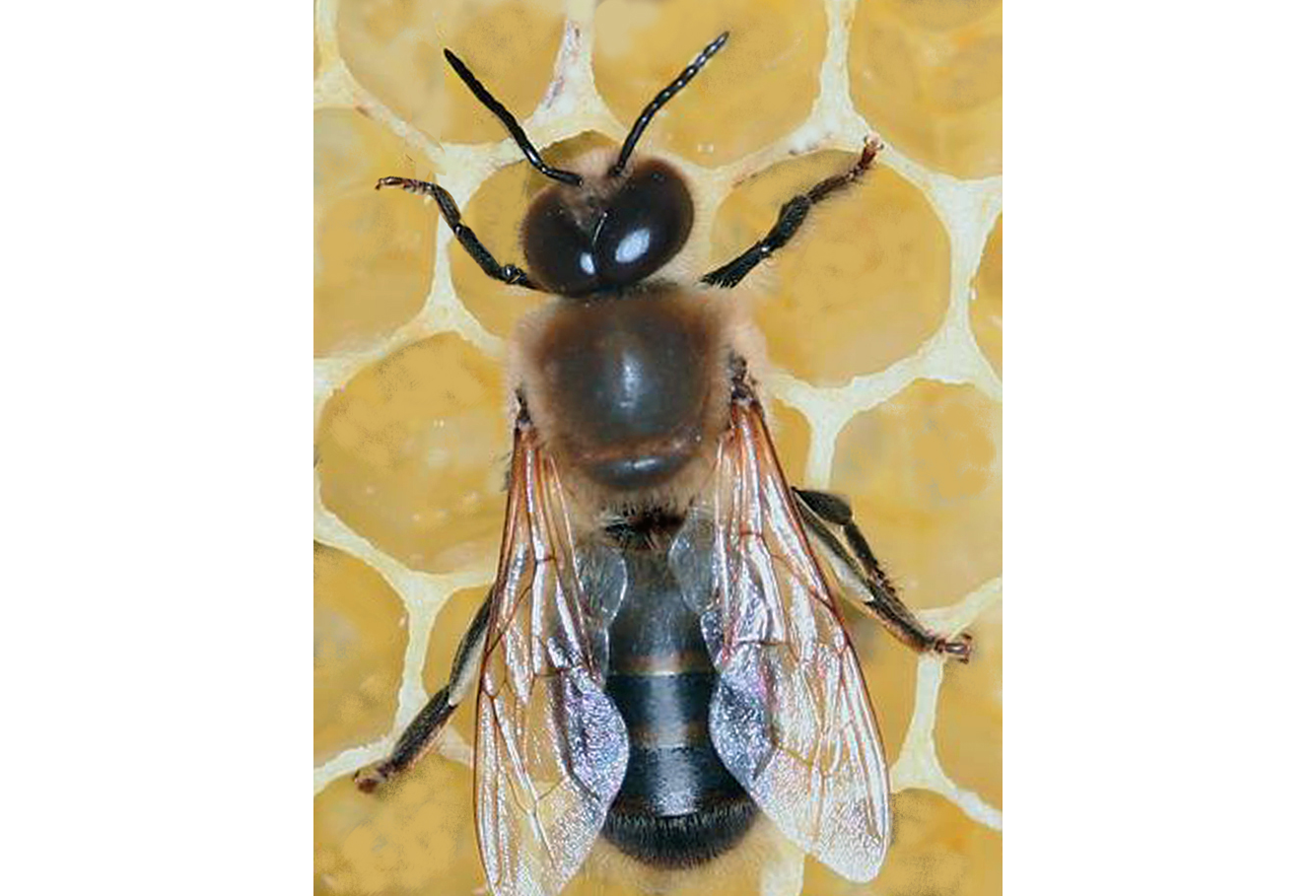 tranas - Visuotinė lietuvių enciklopedija