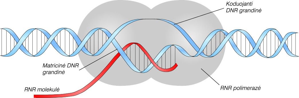 transkripcija - Visuotinė lietuvių enciklopedija