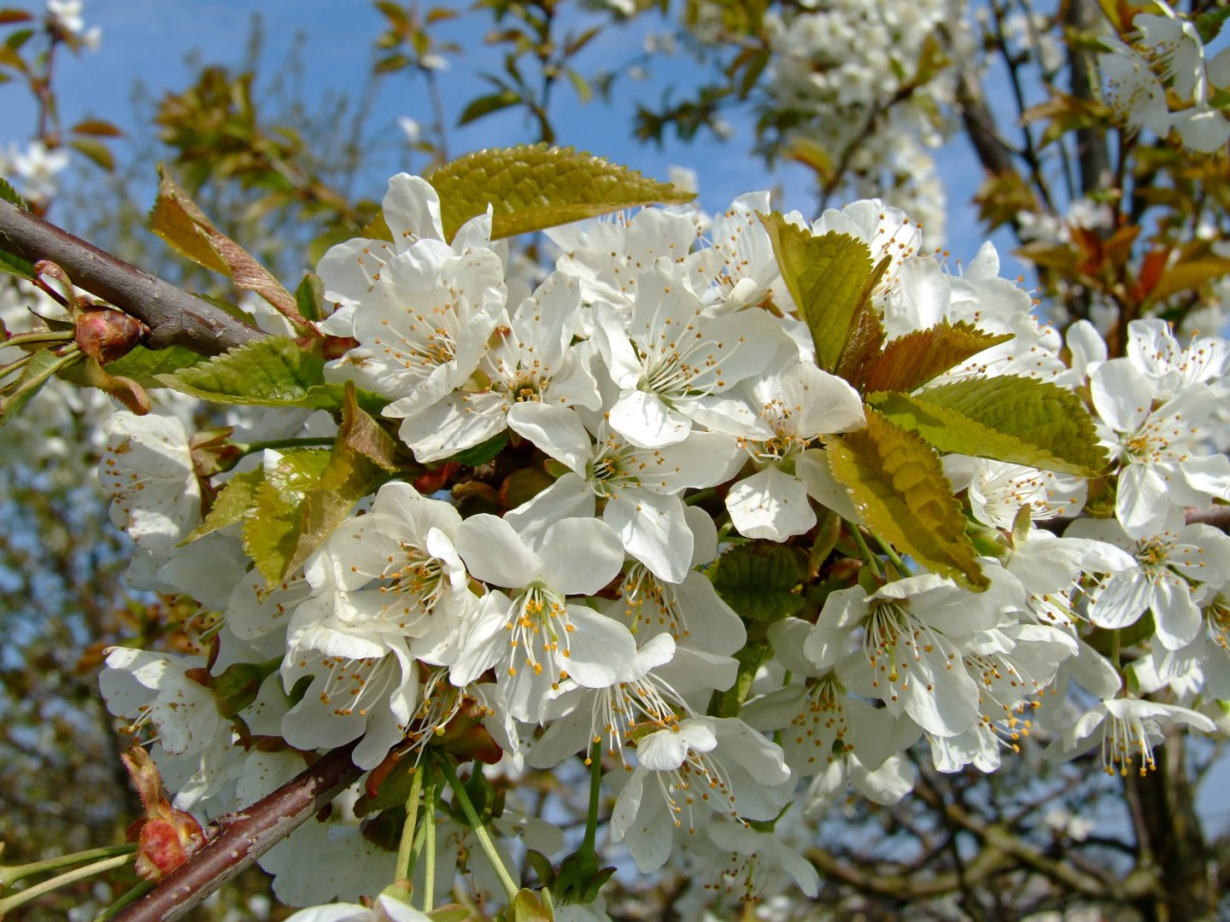 trešnės - Visuotinė lietuvių enciklopedija