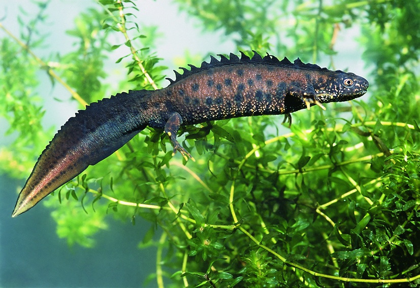 tritonai - Visuotinė lietuvių enciklopedija