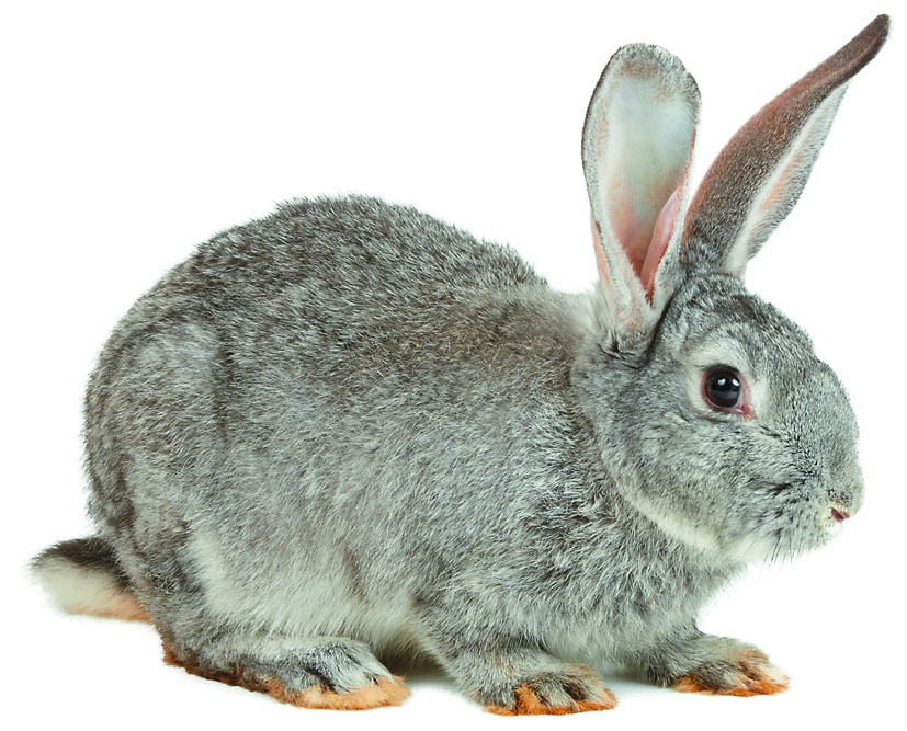 triušiai - Visuotinė lietuvių enciklopedija