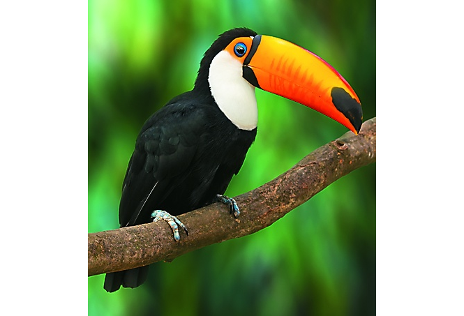 tukaniniai - Visuotinė lietuvių enciklopedija