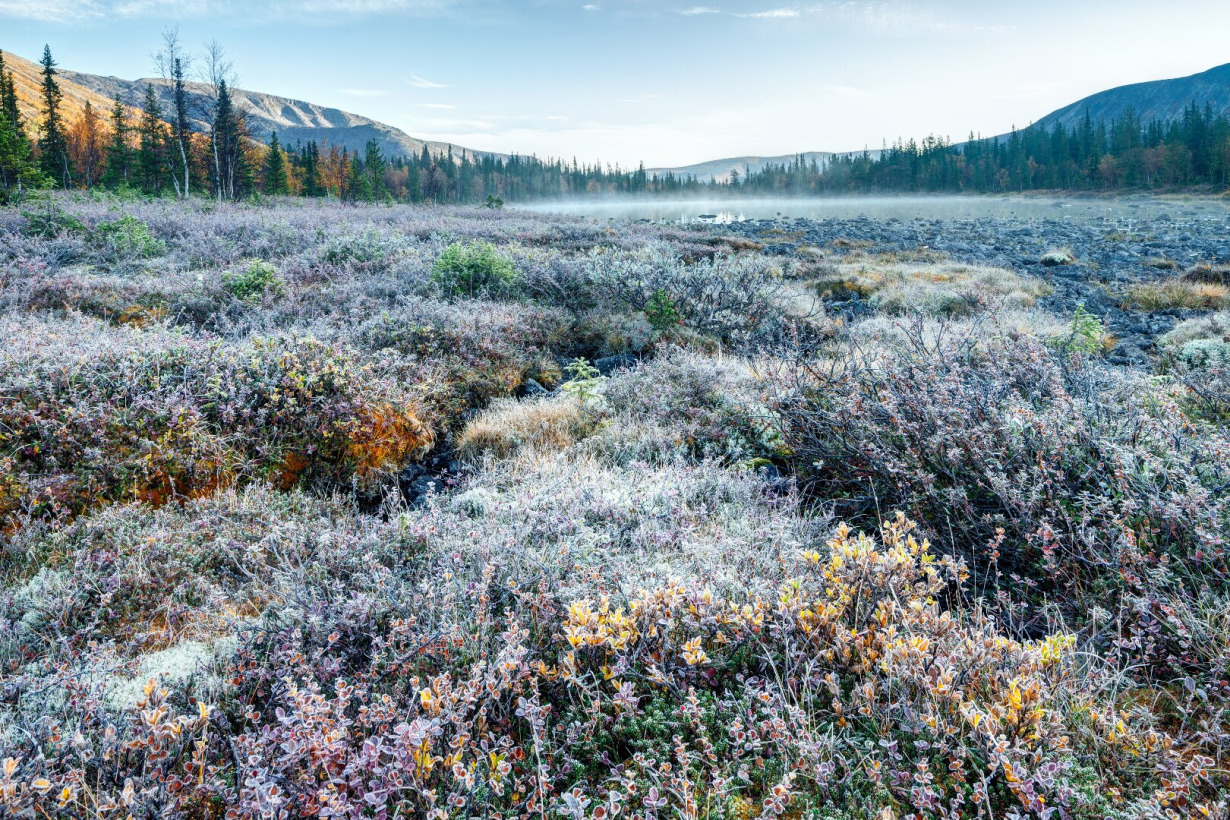 tundra - Visuotinė lietuvių enciklopedija