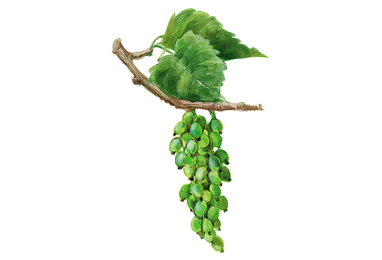 tuopa - Visuotinė lietuvių enciklopedija