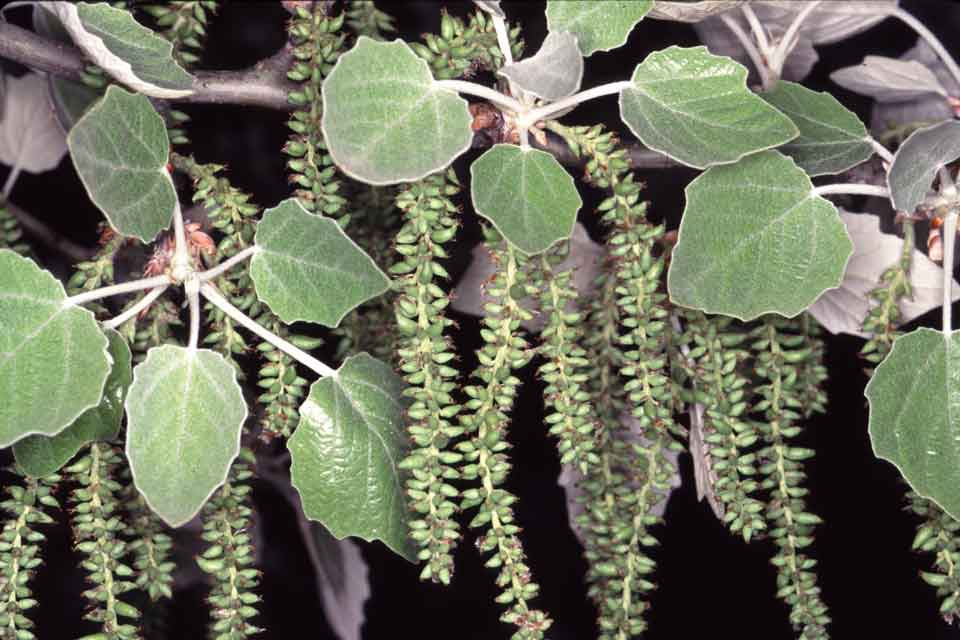 tuopa - Visuotinė lietuvių enciklopedija