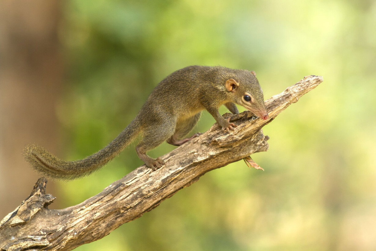 tupajos - Visuotinė lietuvių enciklopedija