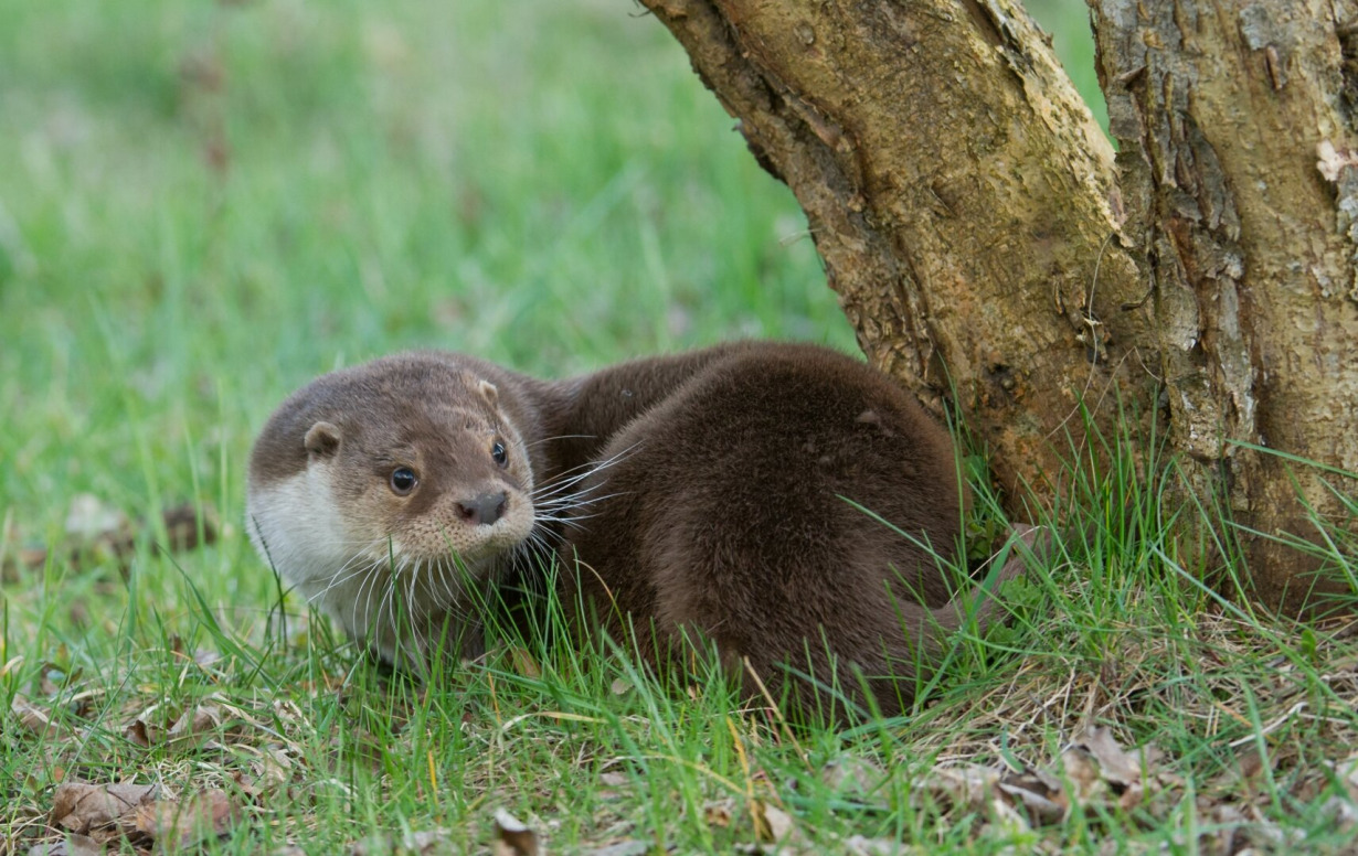 ūdra - Visuotinė lietuvių enciklopedija