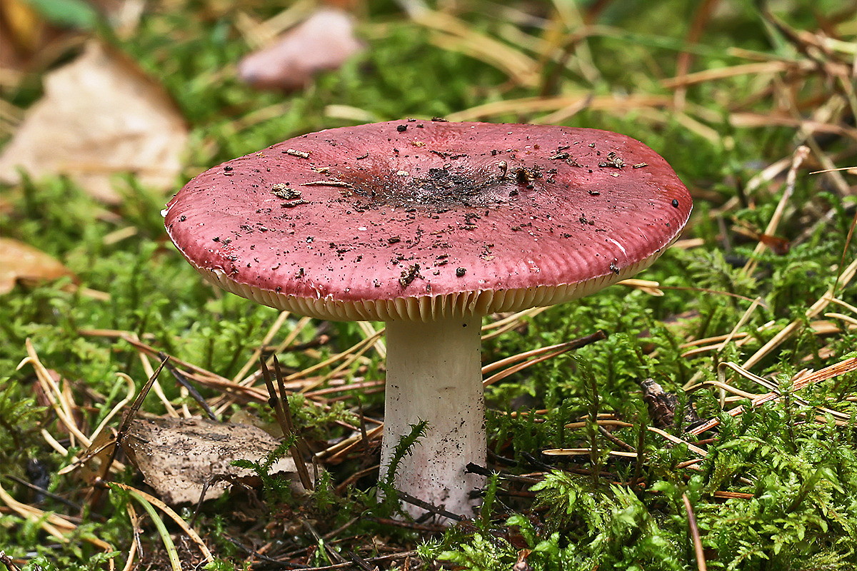 ūmėdė - Visuotinė lietuvių enciklopedija